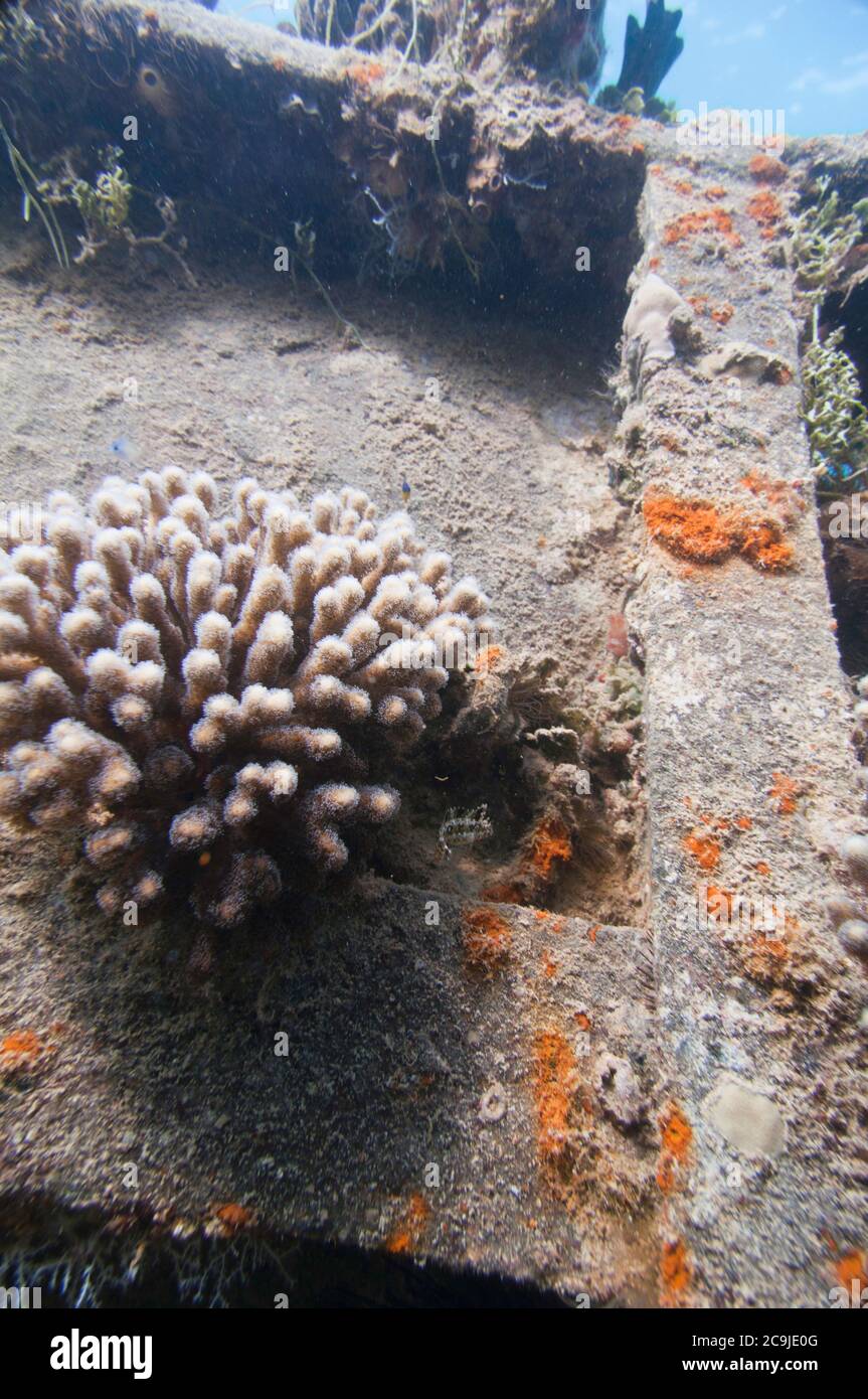 Rust and coral hi-res stock photography and images - Alamy