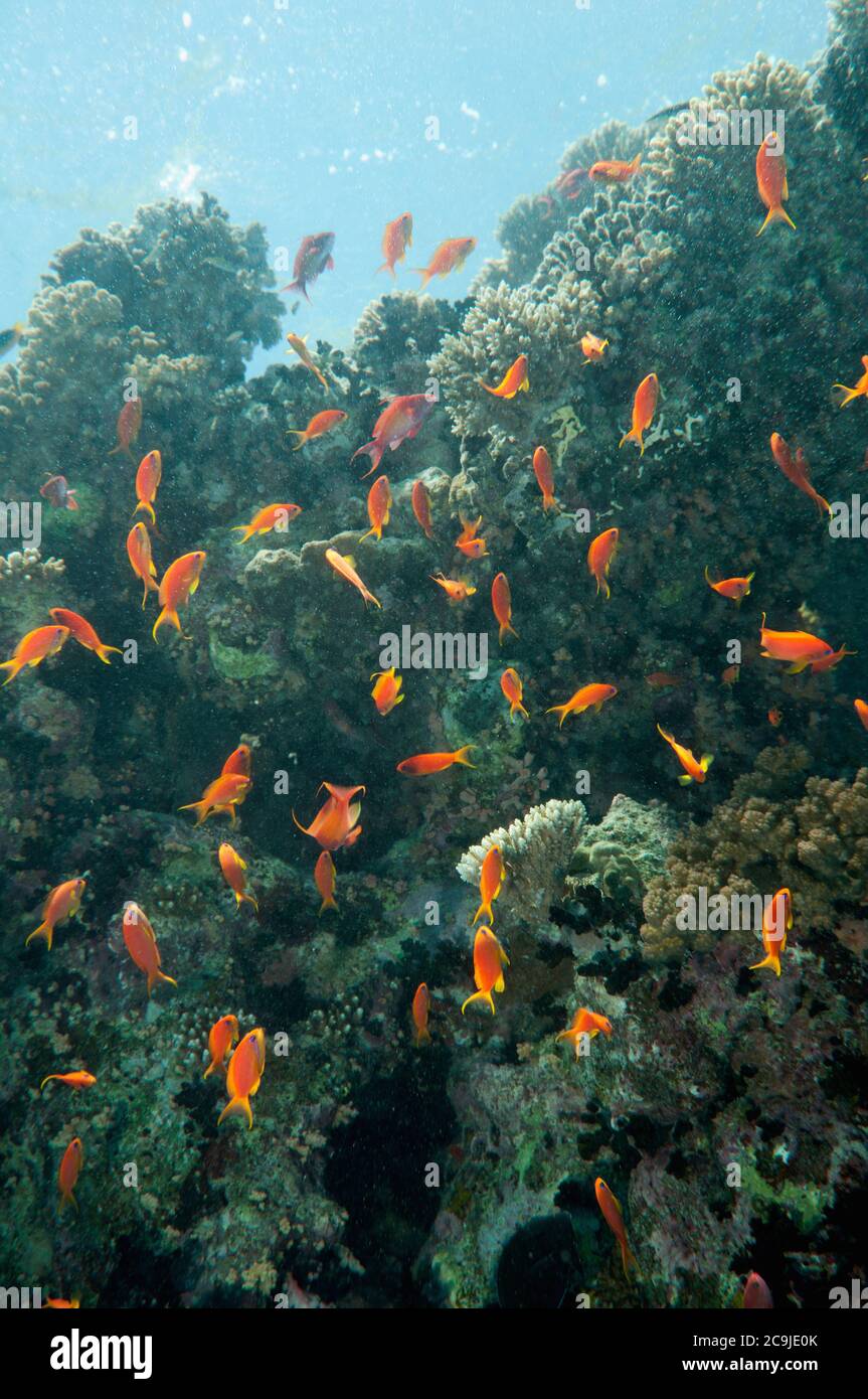 School of brightly lit anthias fish playing in coral shade Stock Photo ...