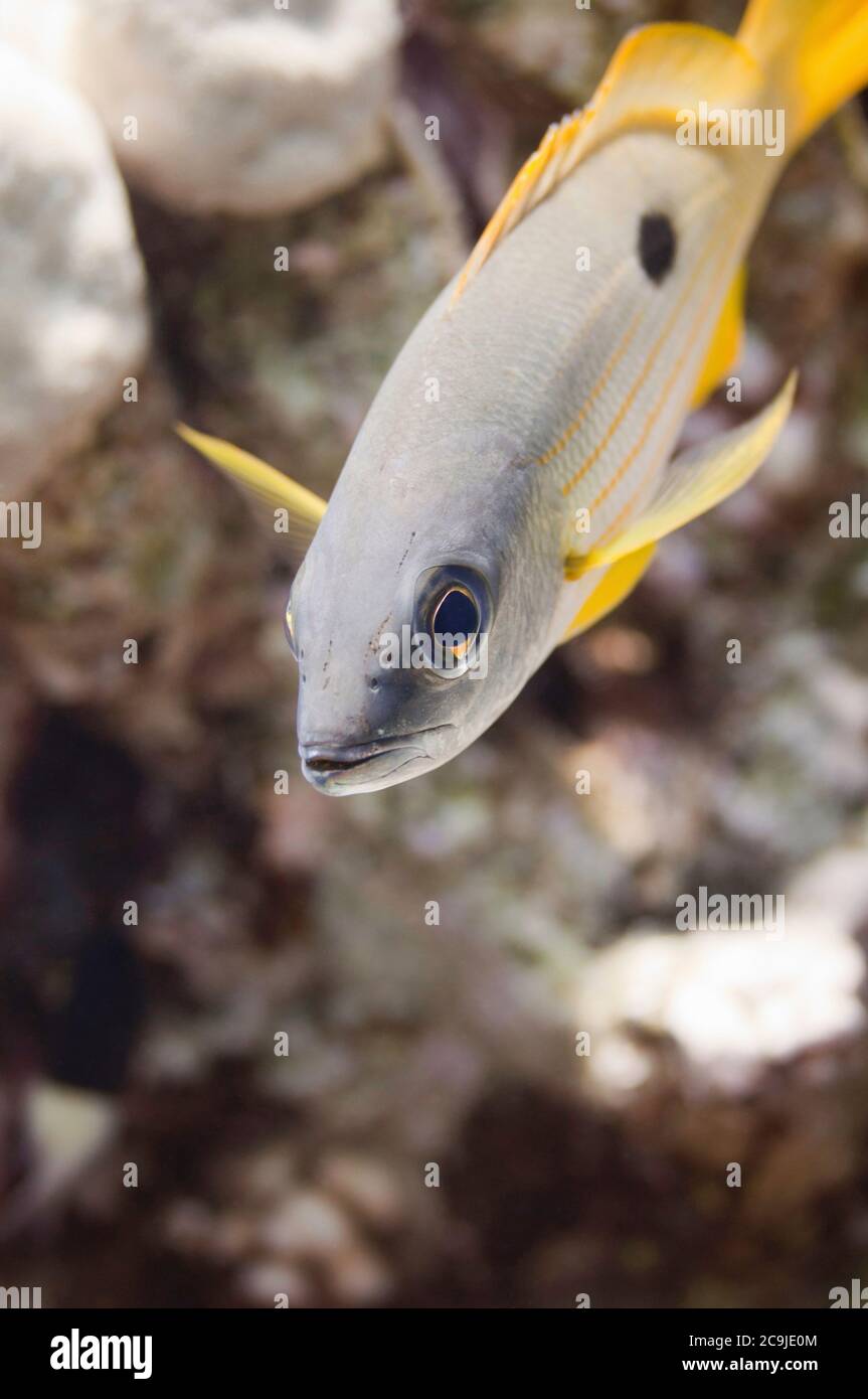 Juvenile one spot snapper (Lutjanus Monostigma). Close-up, selective ...