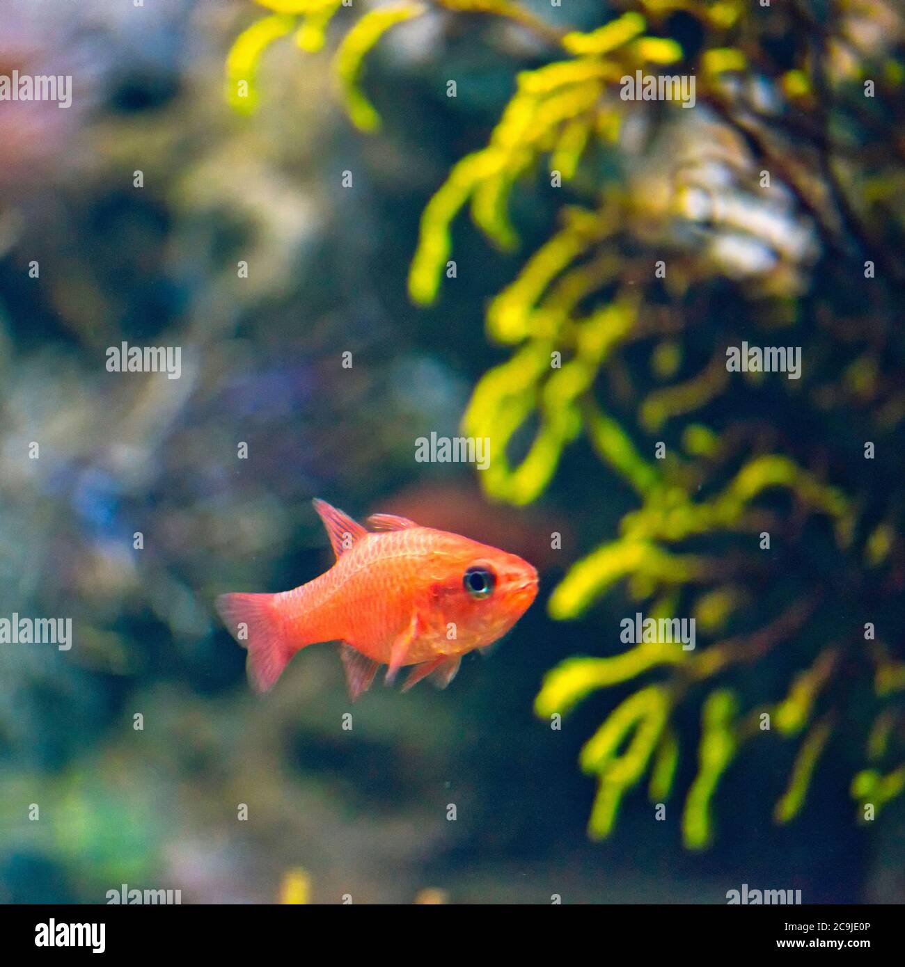 Cardinal Fish Apogon Imberbis High Resolution Stock Photography and ...