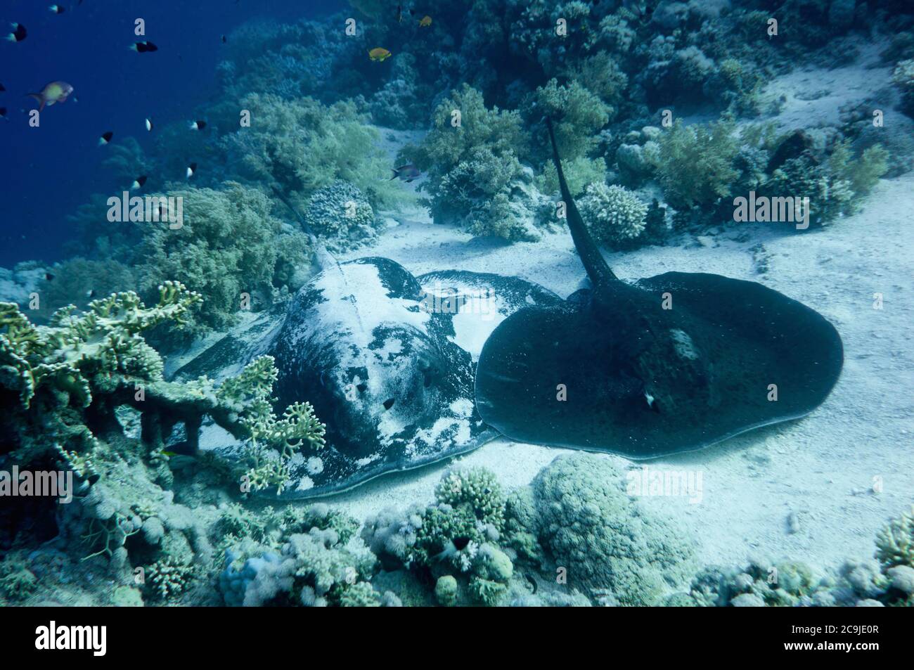 Male and larger female marbled stingrays. Photographed in the Red Sea ...
