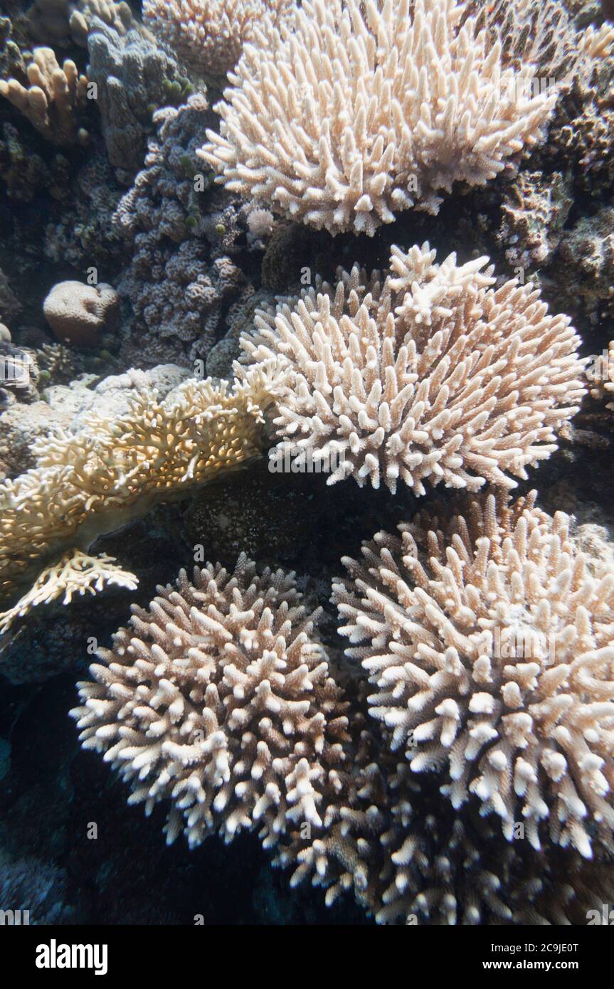 Colonies of finger corals Stock Photo - Alamy
