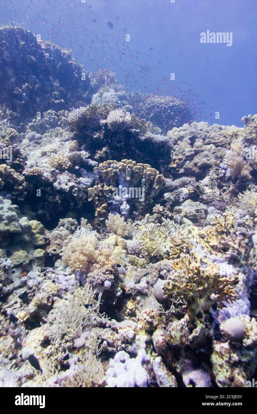 Coral formations hi-res stock photography and images - Alamy
