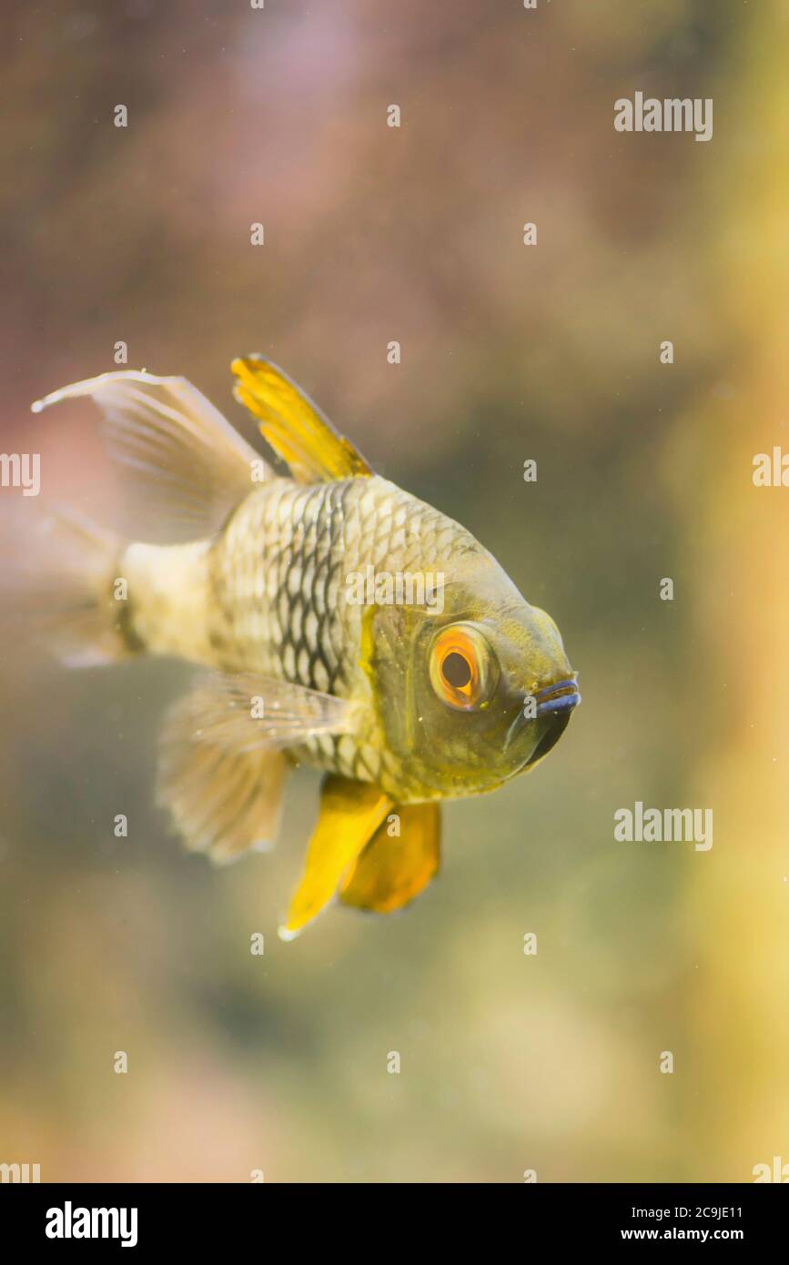 Tropical freshwater fish hi-res stock photography and images - Alamy