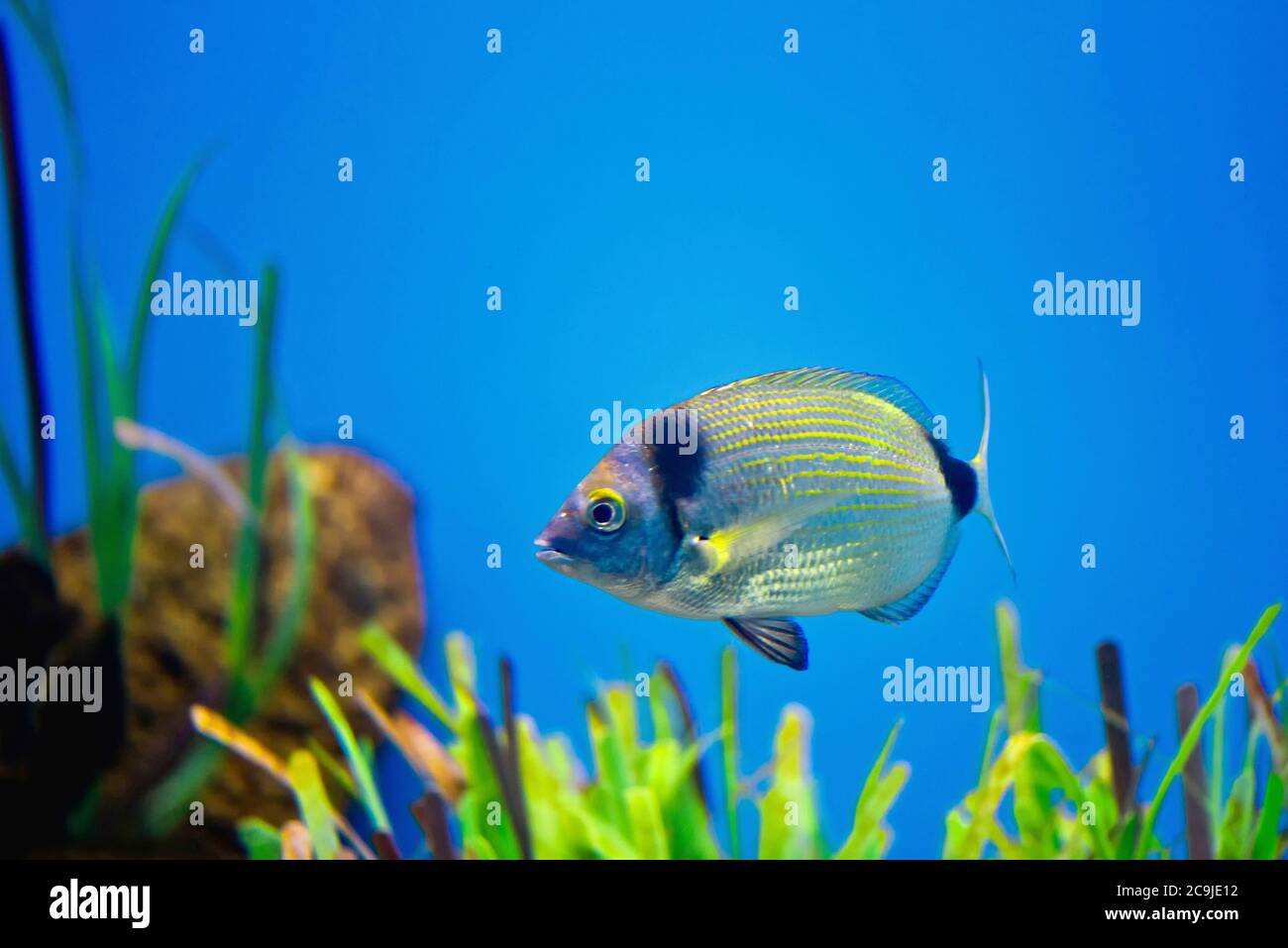 Common two-banded seabream (Diplodus vulgaris Stock Photo - Alamy