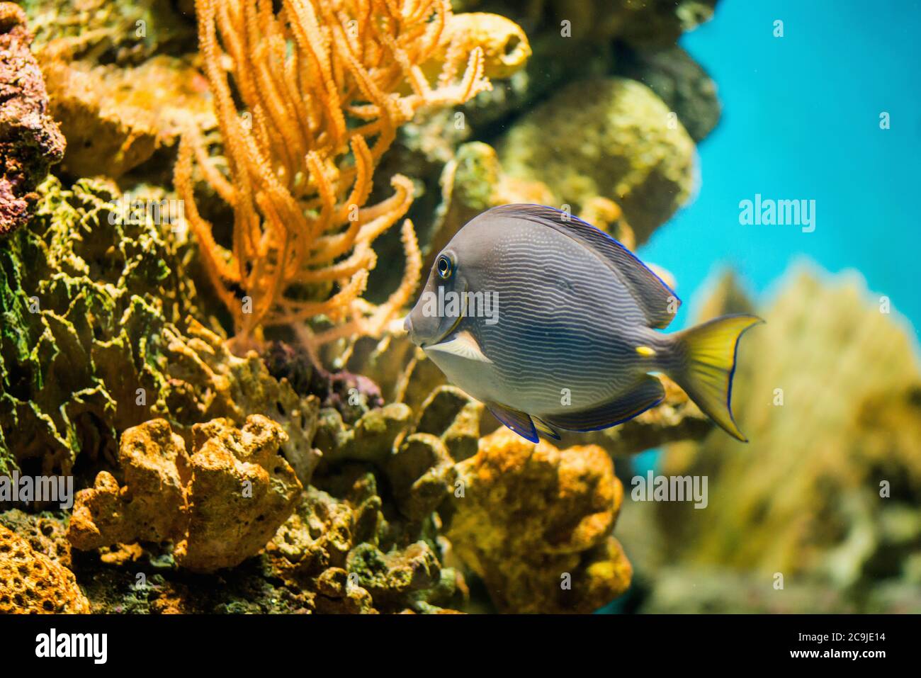 Yellowtail Tang in tropical saltwater aquarium Stock Photo - Alamy
