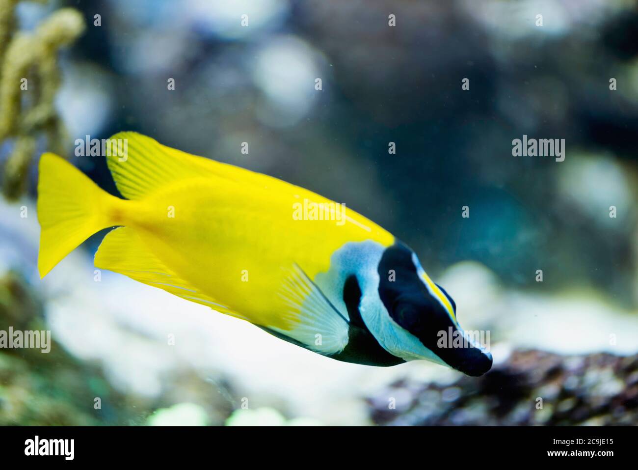 Yellow foxface rabbitfish hi-res stock photography and images - Alamy