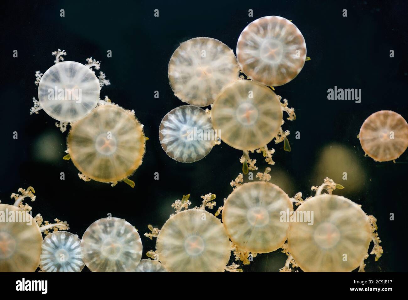 Group of polyps hi-res stock photography and images - Alamy