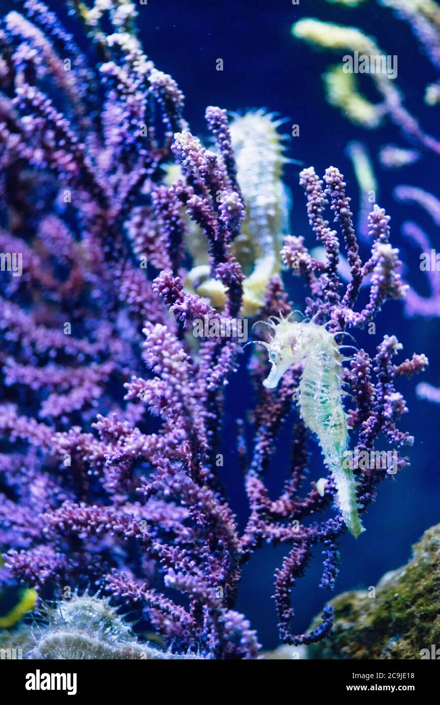 Seahorse on purple coral Stock Photo - Alamy