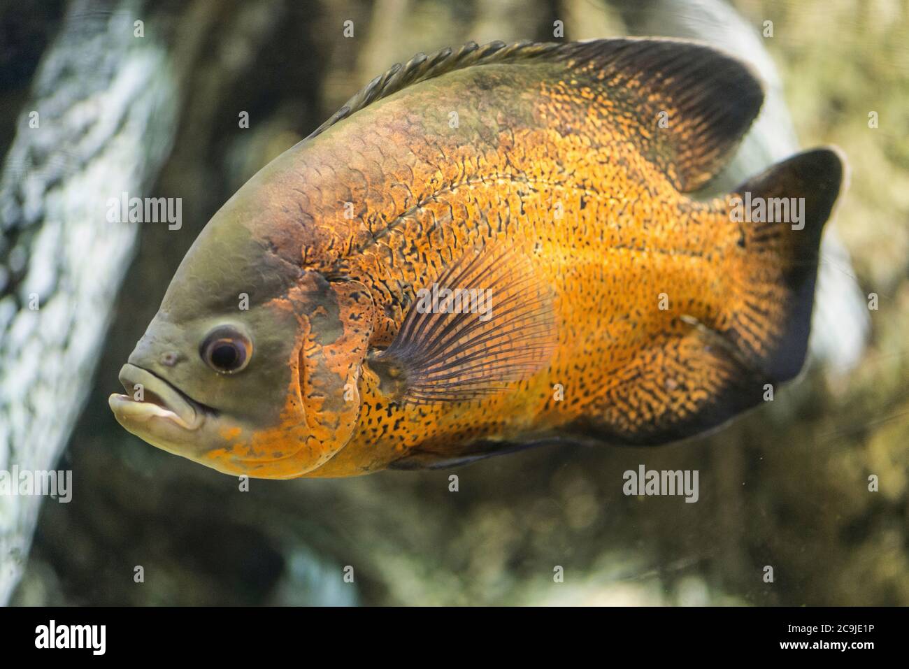 Pygocentrus piraya, large aggressive species of piranha Stock Photo - Alamy