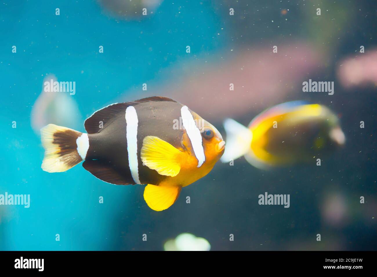 Yellowtail clownfish (Amphiprion clarkii Stock Photo - Alamy