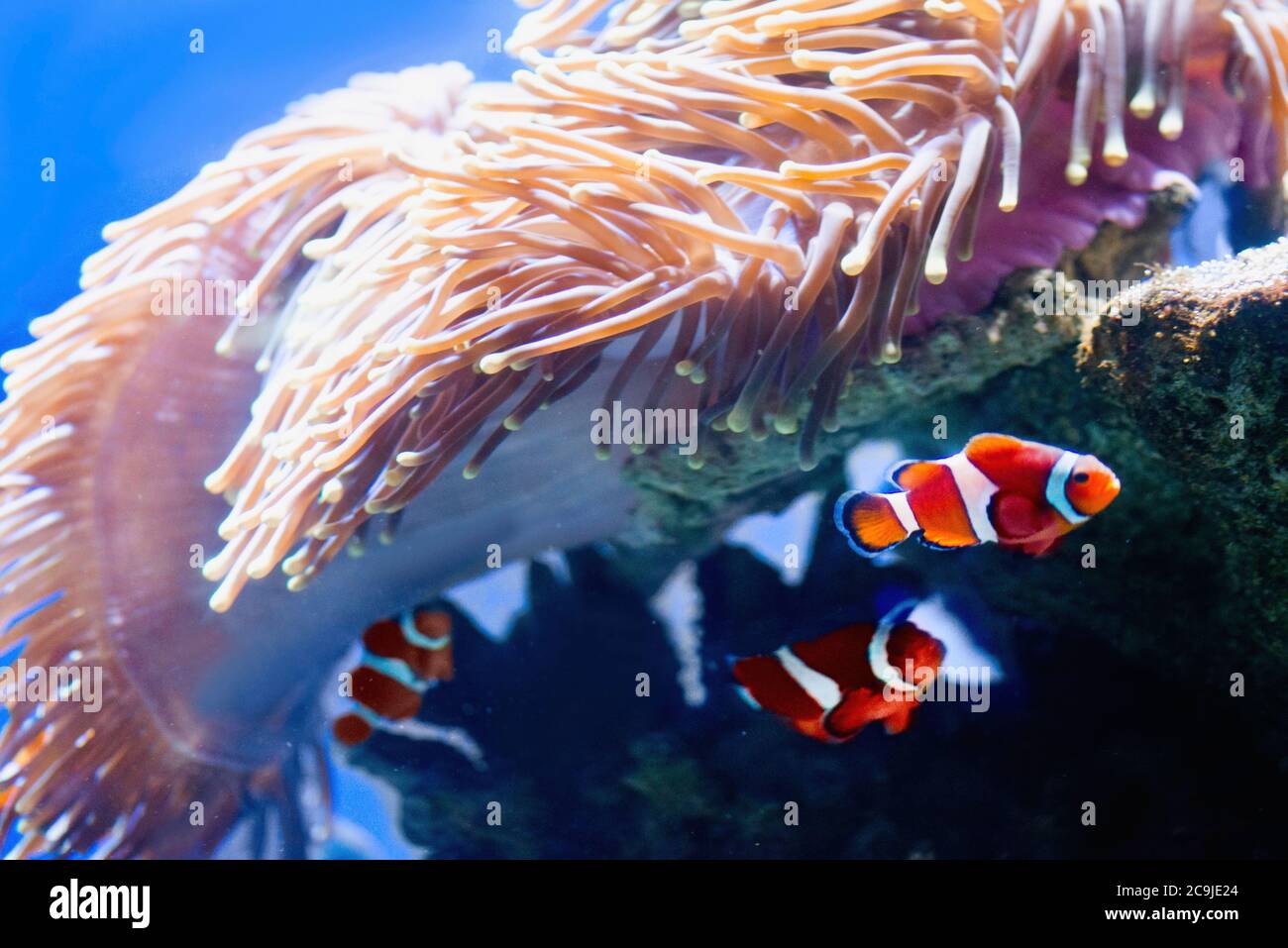 Orange clown fish (Amphiprion percula) and anemone Stock Photo - Alamy