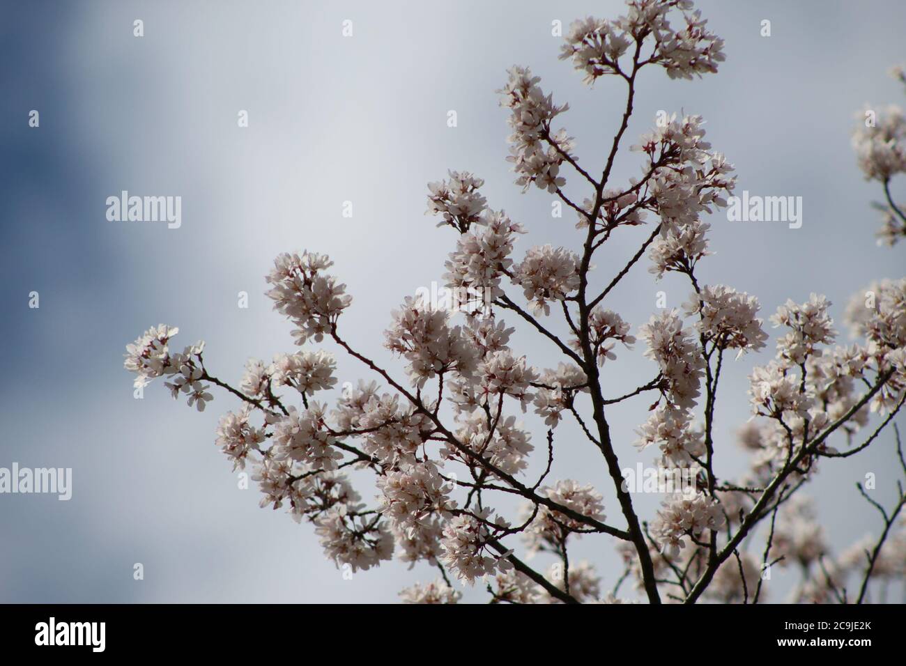 A single branch in a tree, white-ish pink flowers cover the branch ...