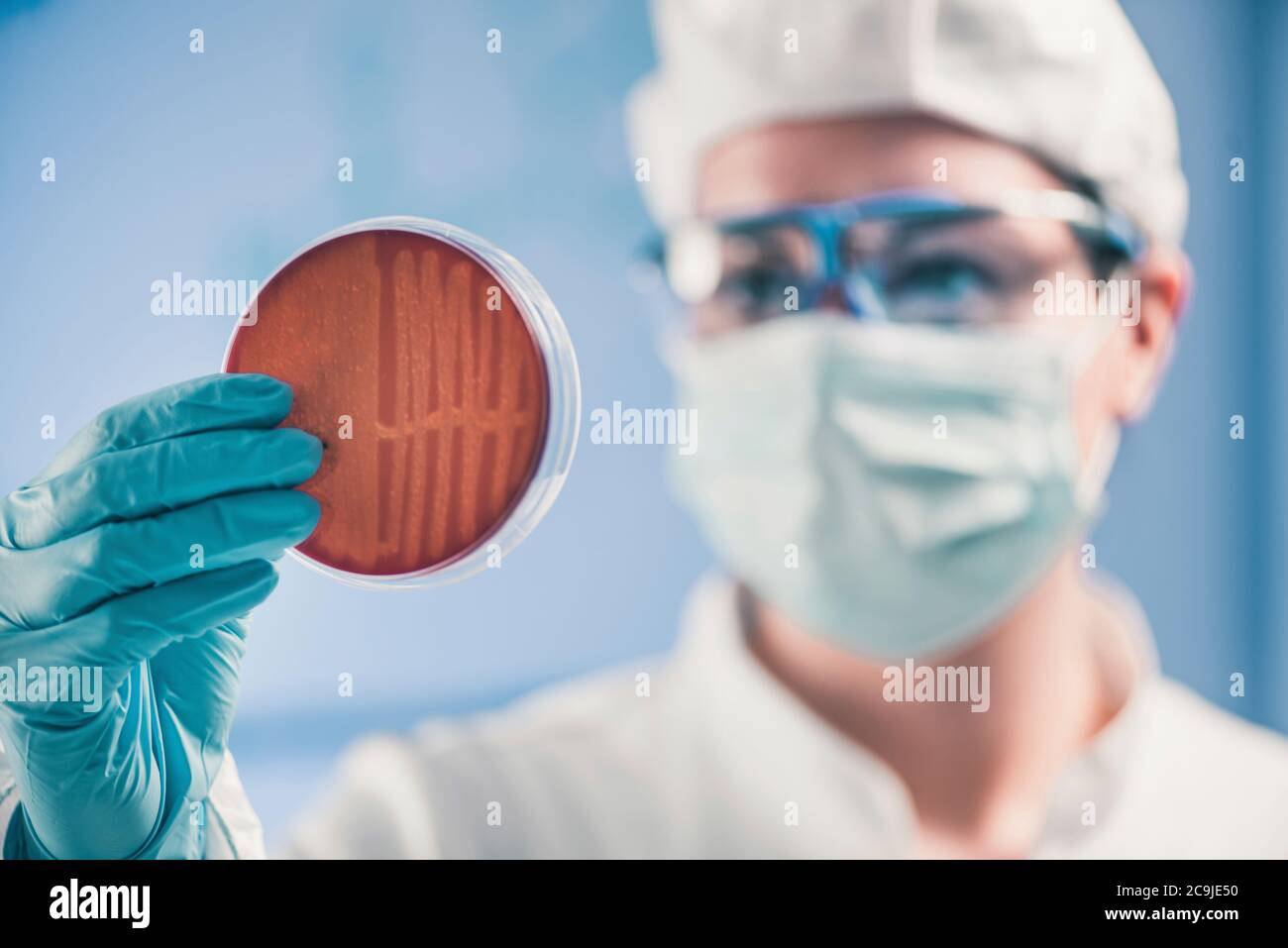 Microbiologist inspecting petri dish, observing bacteria growth Stock ...