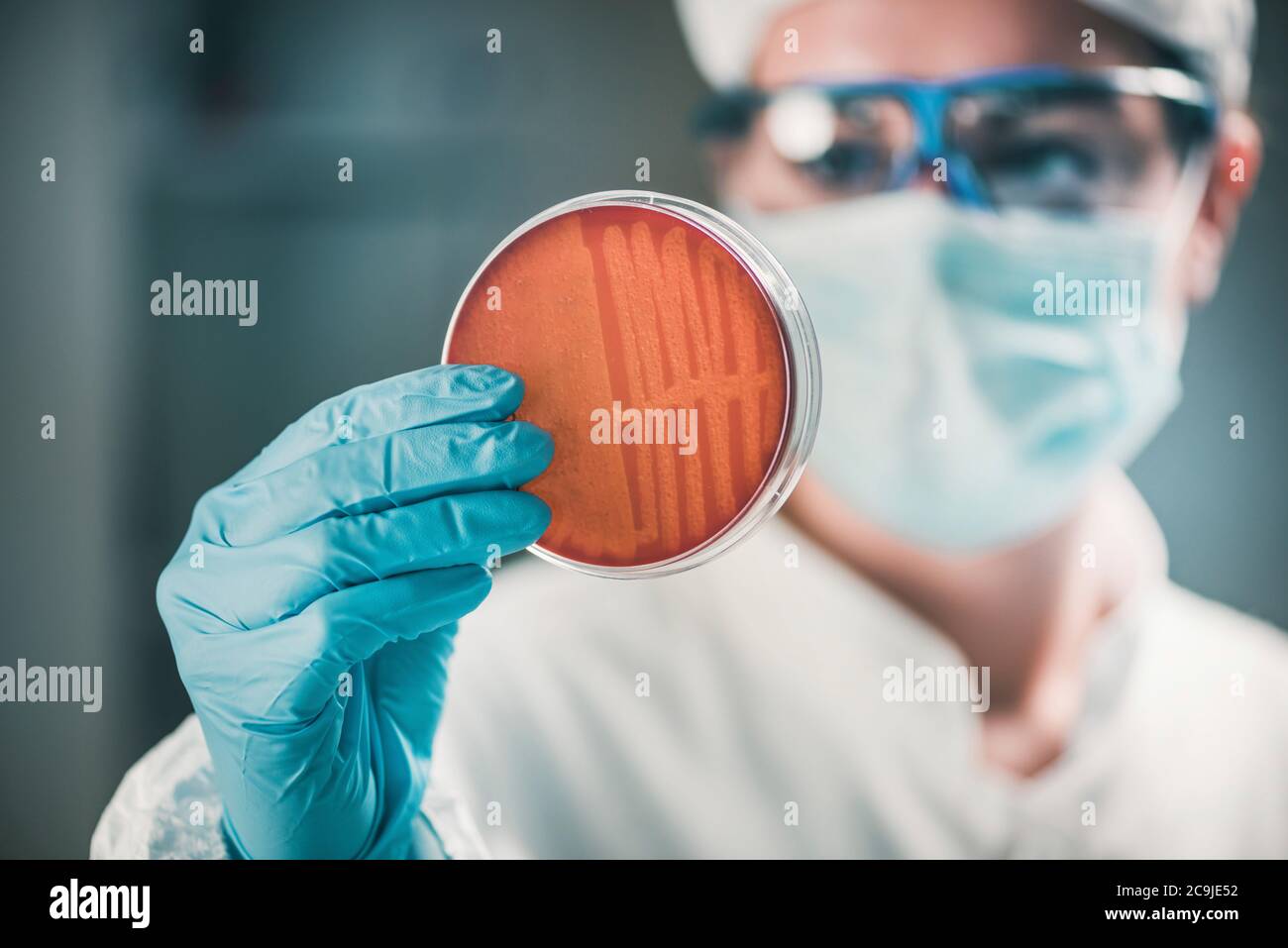 Microbiologist inspecting petri dish, observing bacteria growth Stock ...