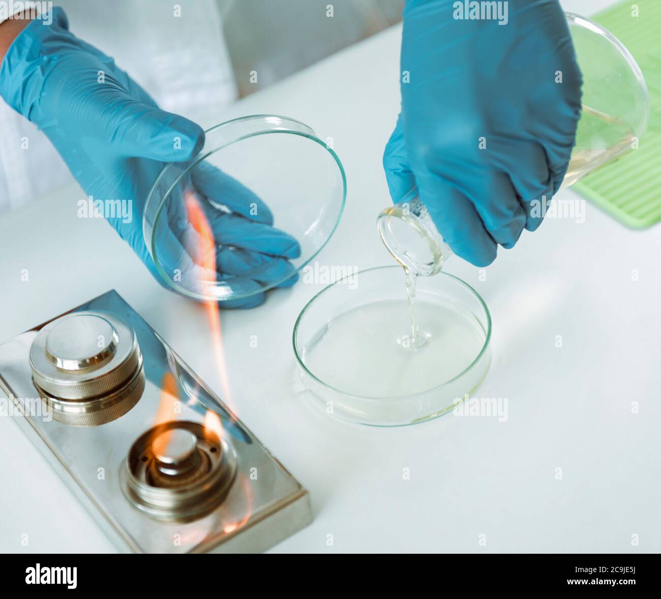 Microbiology. Hands of a microbiologist pouring agar into a petri dish ...