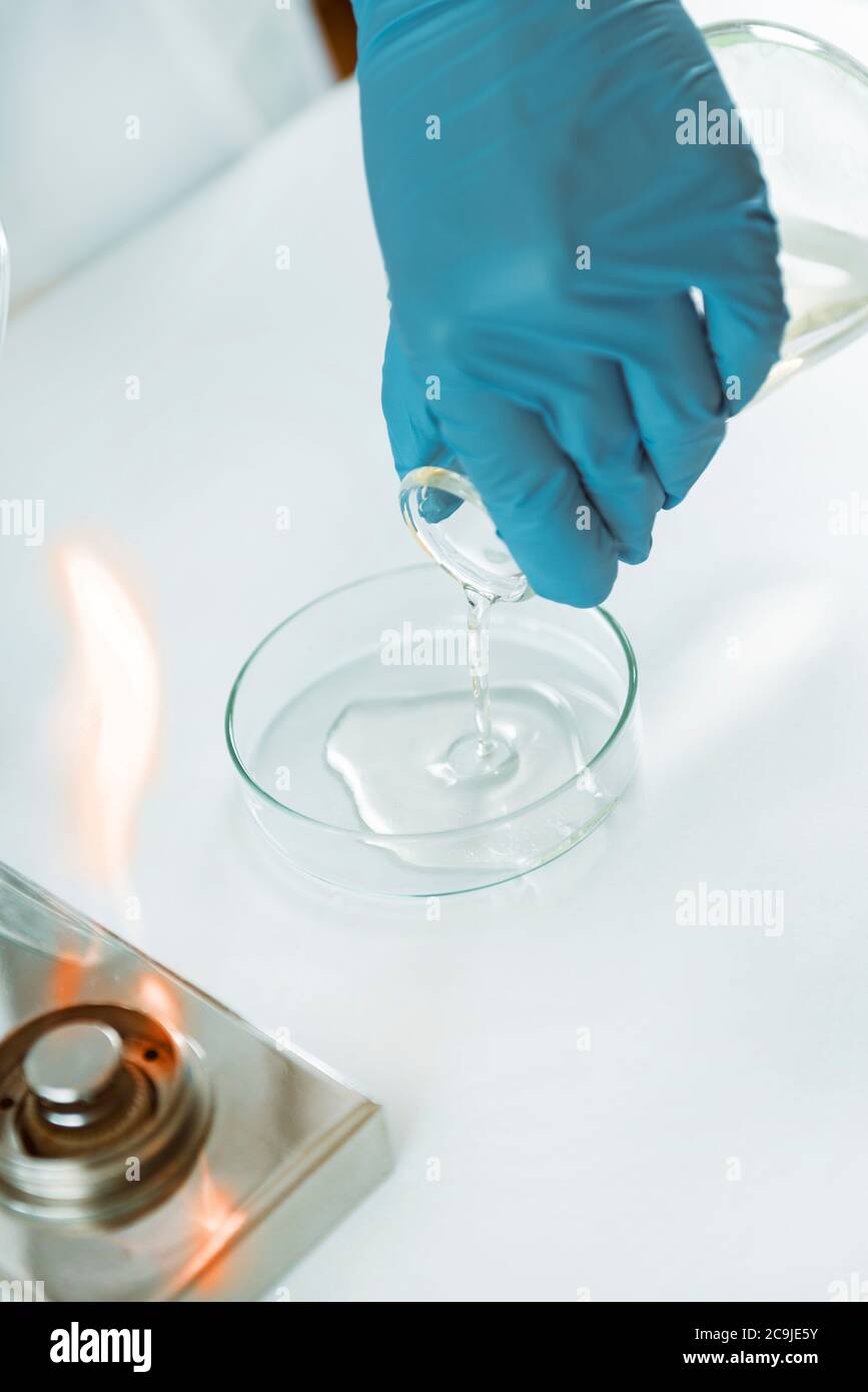 Microbiology. Hands of a microbiologist pouring agar into a petri dish ...