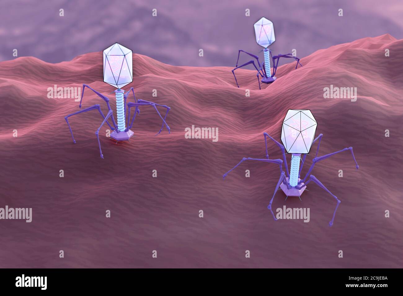 Computer illustration of multiple bacteriophages. Bacteriophages are ...