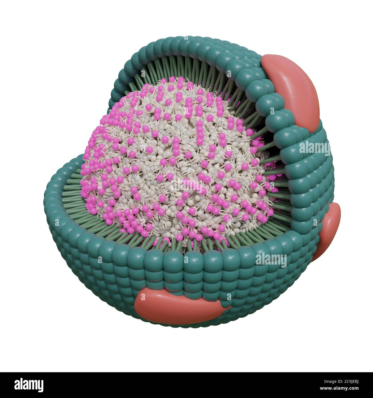 Computer illustration of cholesterol lipoprotein. Shown are an outer ...