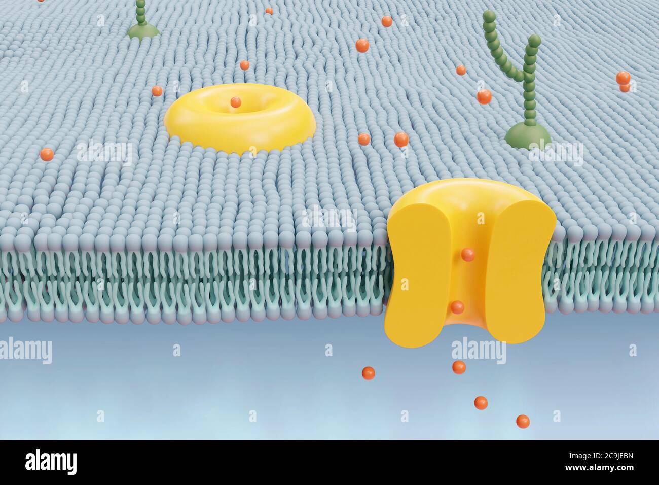 Computer illustration of a cutaway view of the human cell membrane. The ...