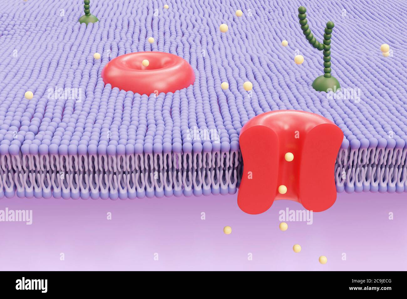 Computer illustration of a cutaway view of the human cell membrane. The ...