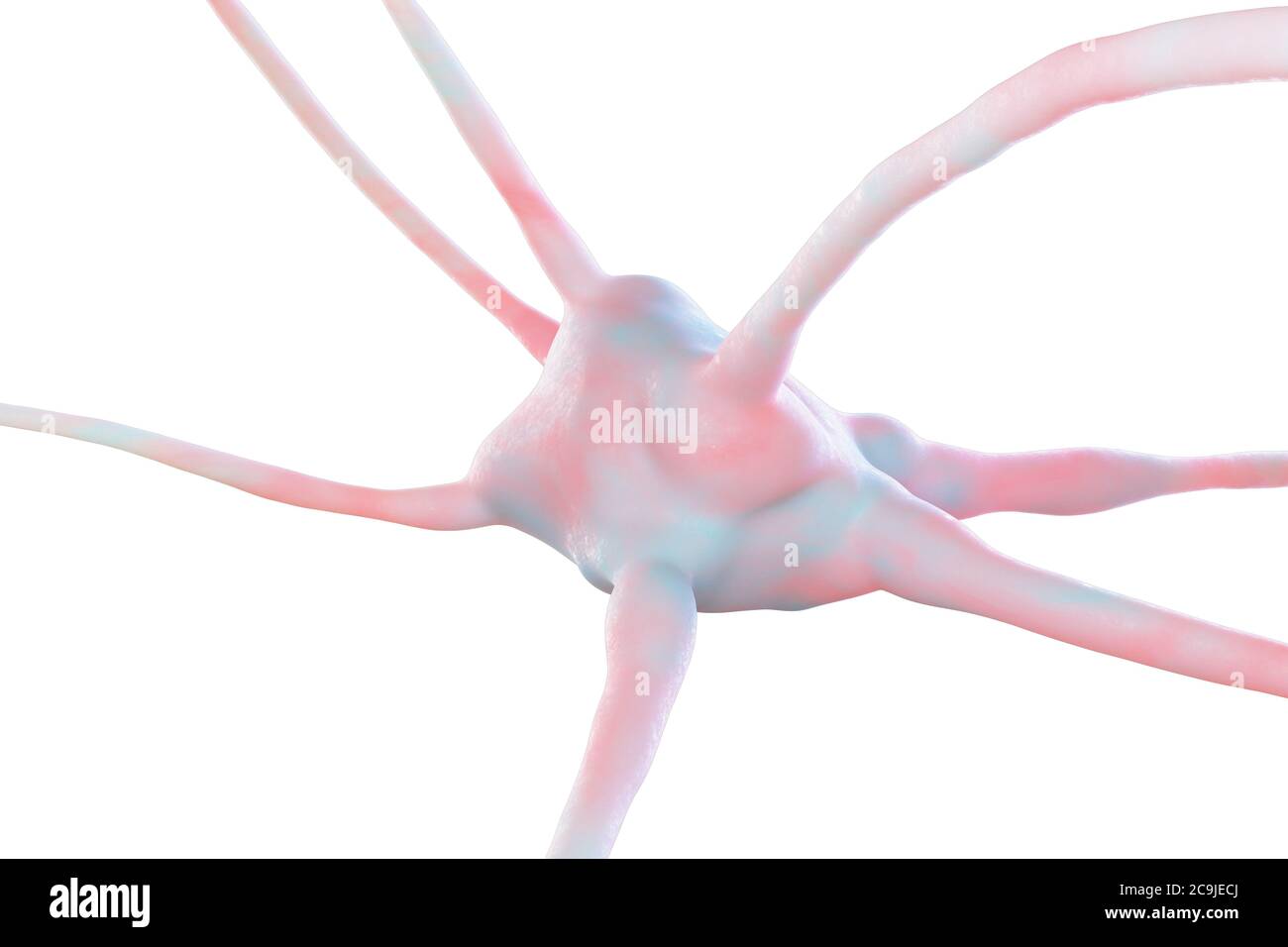 Computer illustration of a nerve cell, also known as a neuron Stock ...