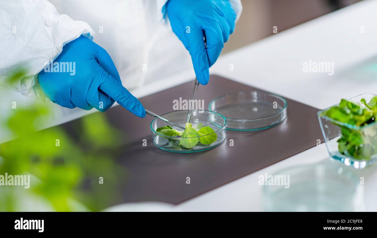 Botanical scientist hi-res stock photography and images - Alamy
