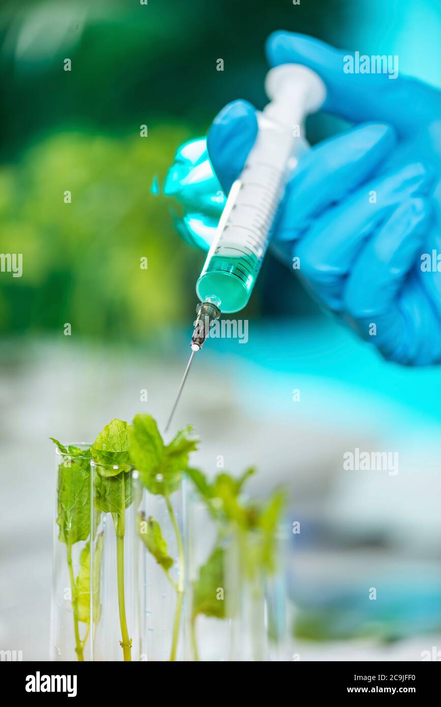 Seedling study hi-res stock photography and images - Alamy