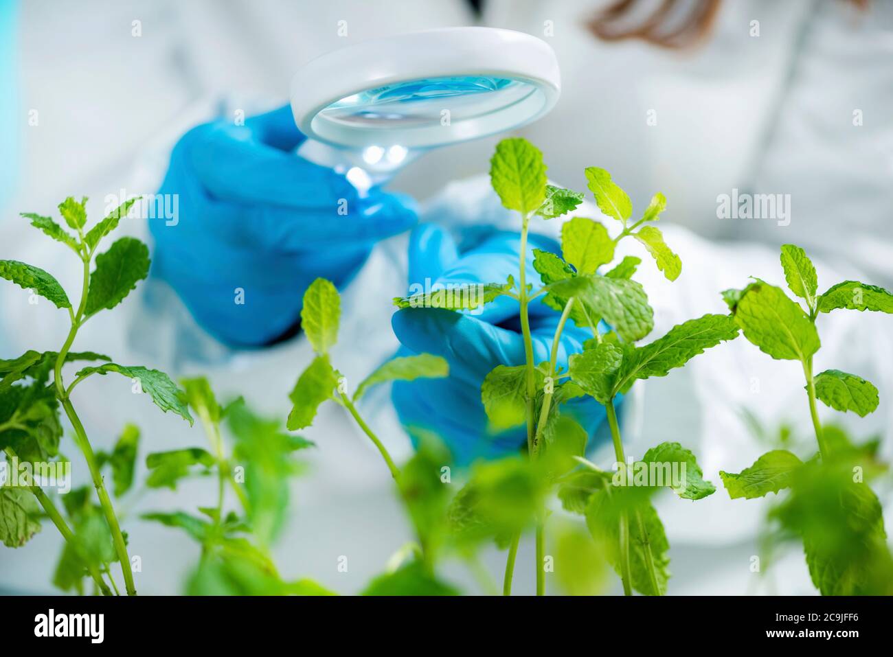 Botanist examining plant samples with magnifying glass Stock Photo - Alamy