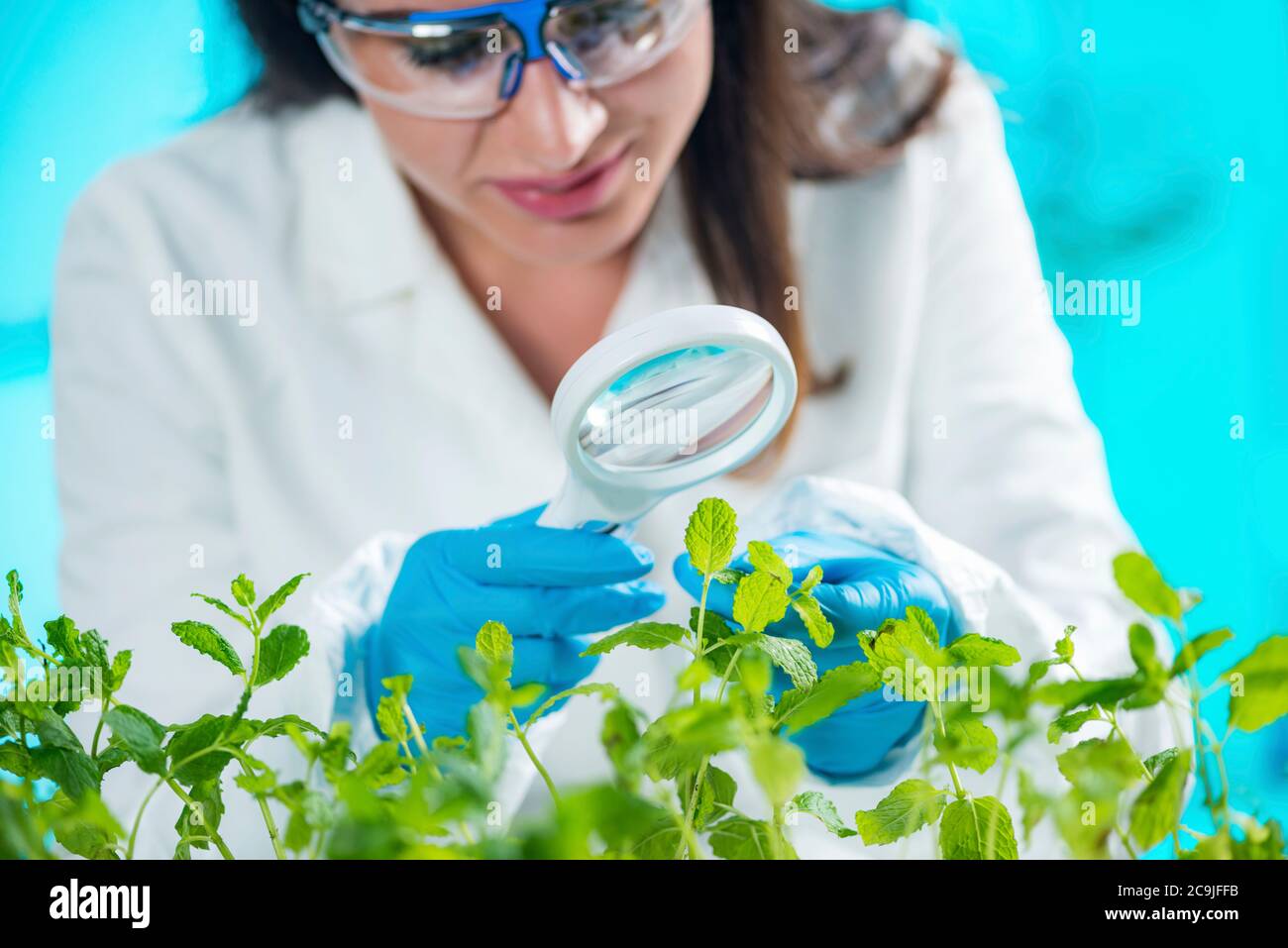 Researching scientist examining samples hi-res stock photography and ...