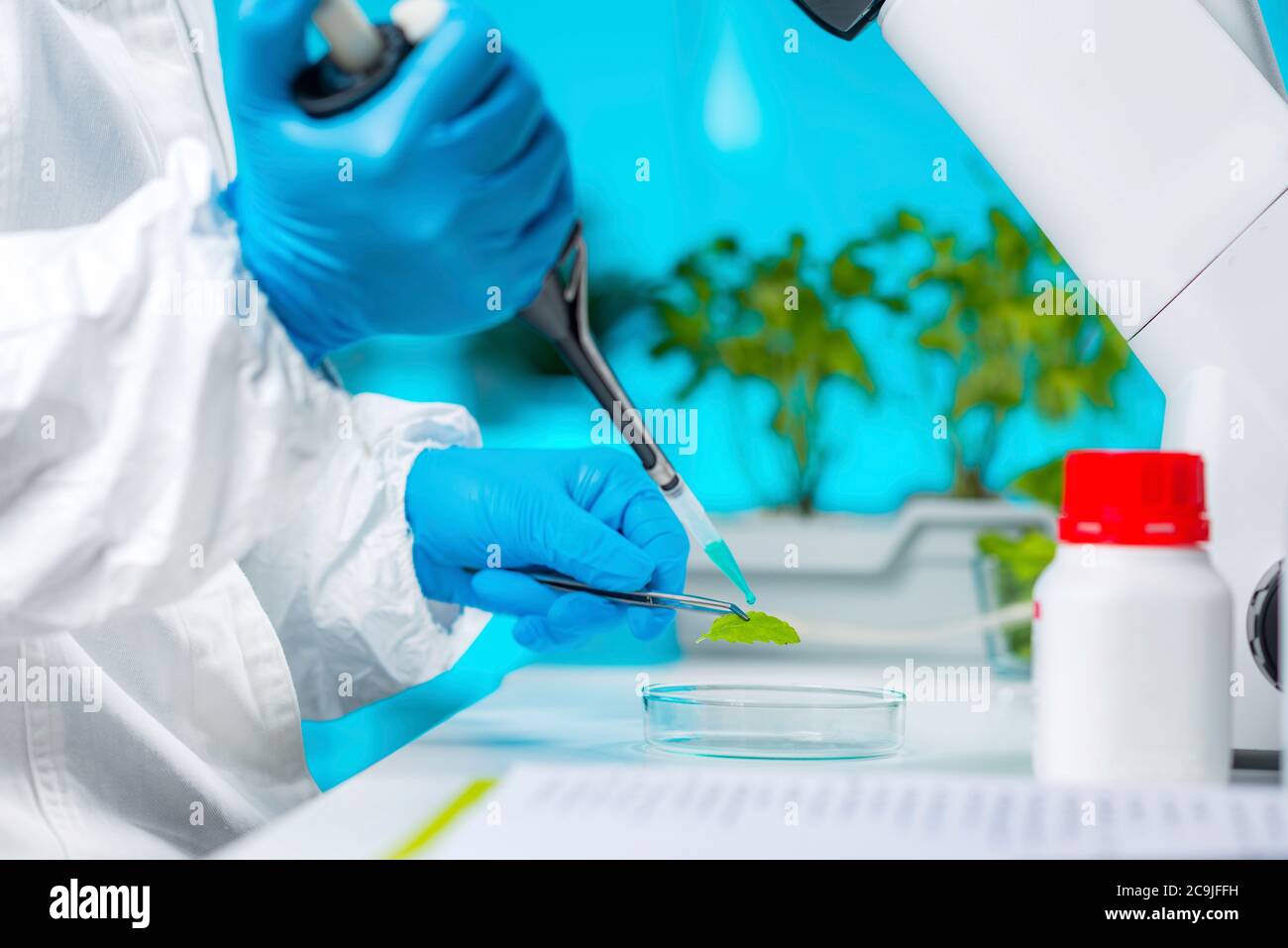 Biologist examining samples. Plant genetics Stock Photo - Alamy