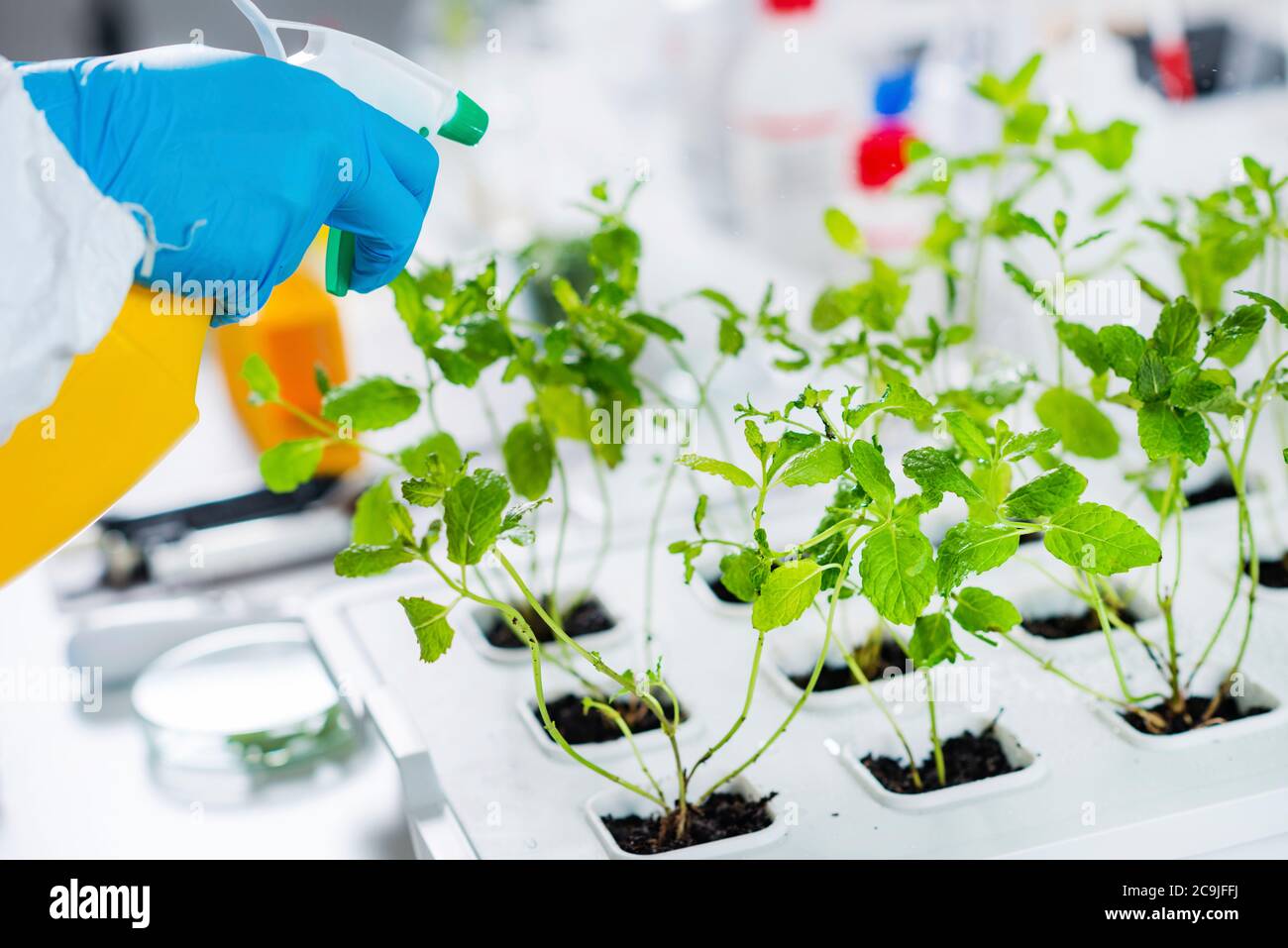 Lab technician spraying seedlings Stock Photo - Alamy