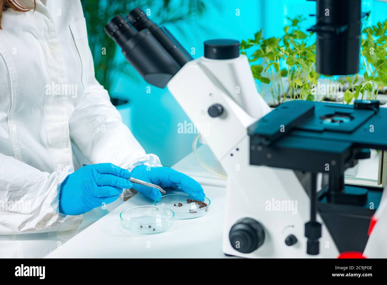 Biologist woman working with seeds in plant lab Stock Photo - Alamy