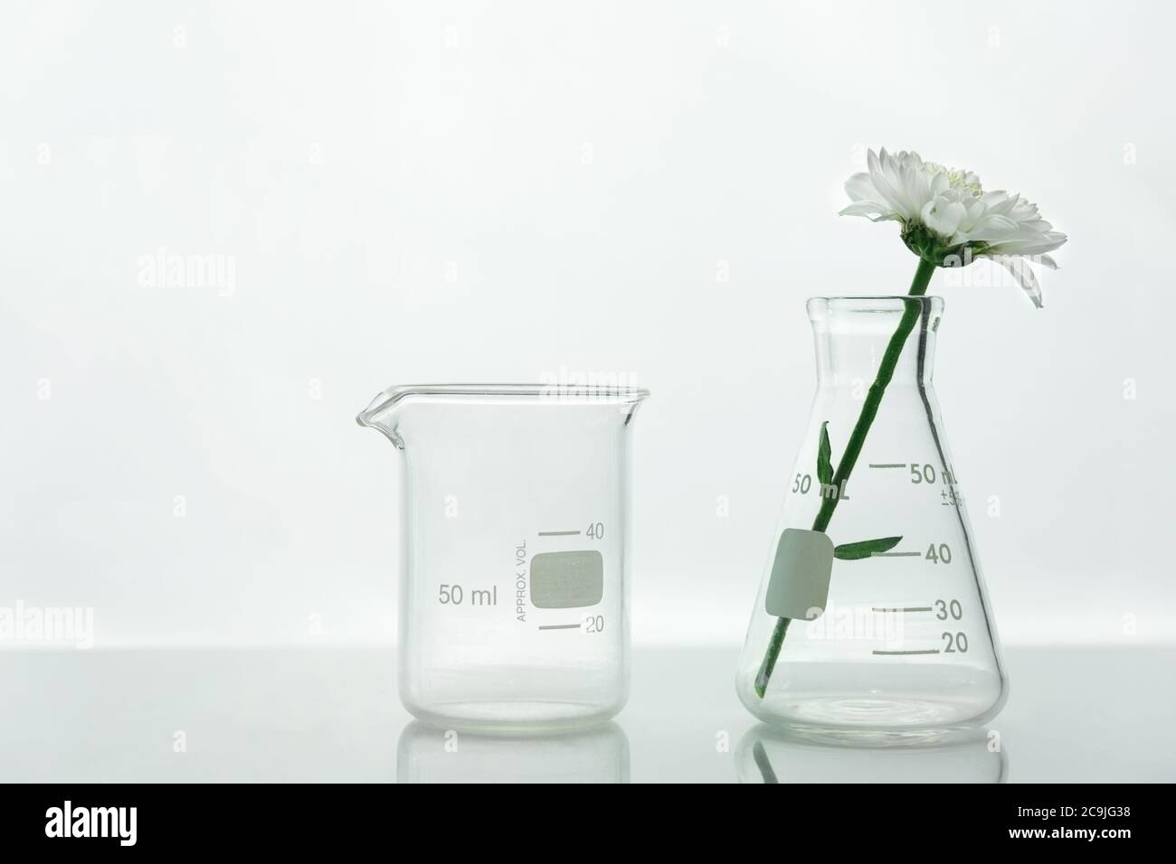 clear beaker and glass flask with white blooming natural flower in ...