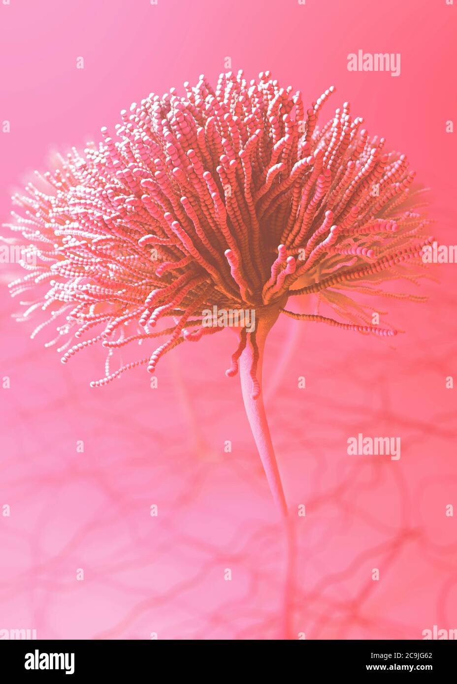 Fungus colony hi-res stock photography and images - Alamy