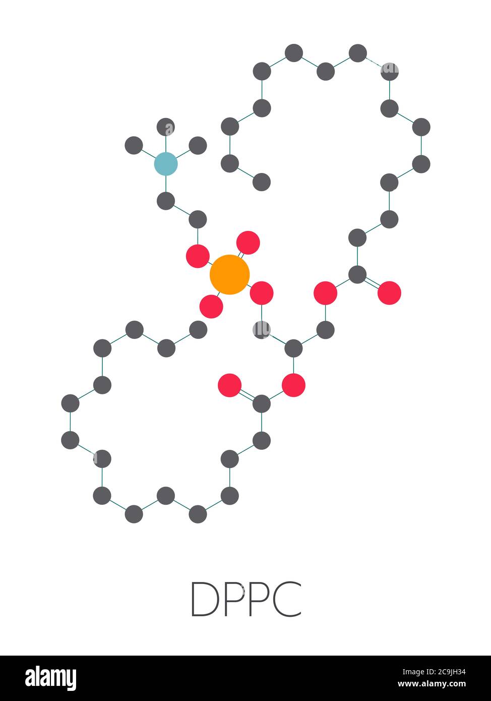 Pulmonary surfactant molecule. Chemical structure of ...