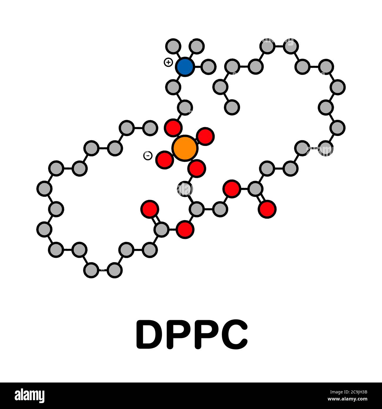 Pulmonary surfactant molecule. Chemical structure of ...