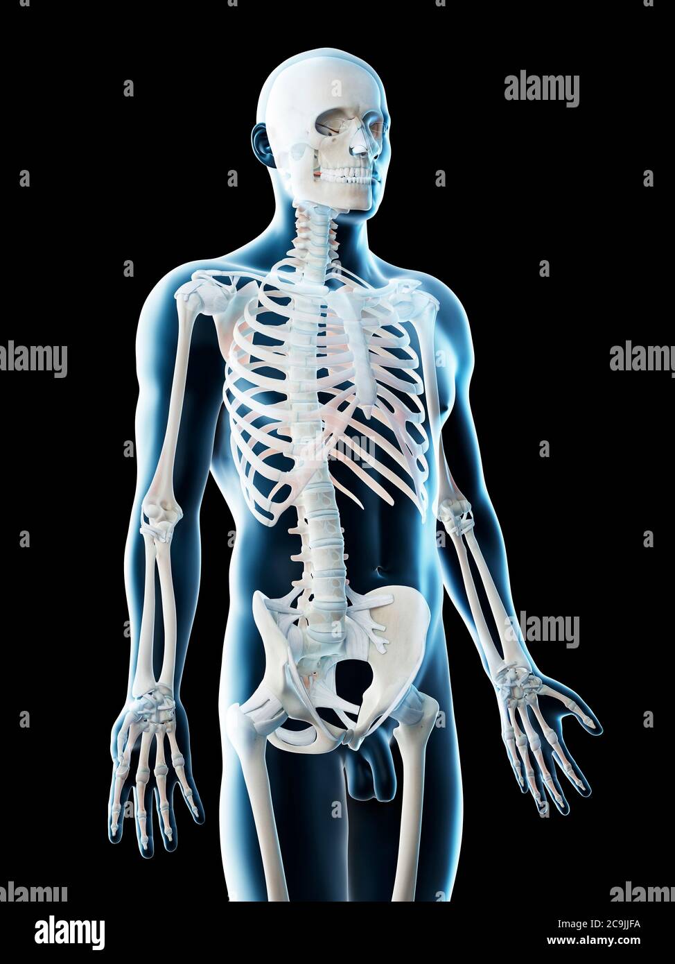 Human thoracic vertebrae computer artwork hi-res stock photography and ...