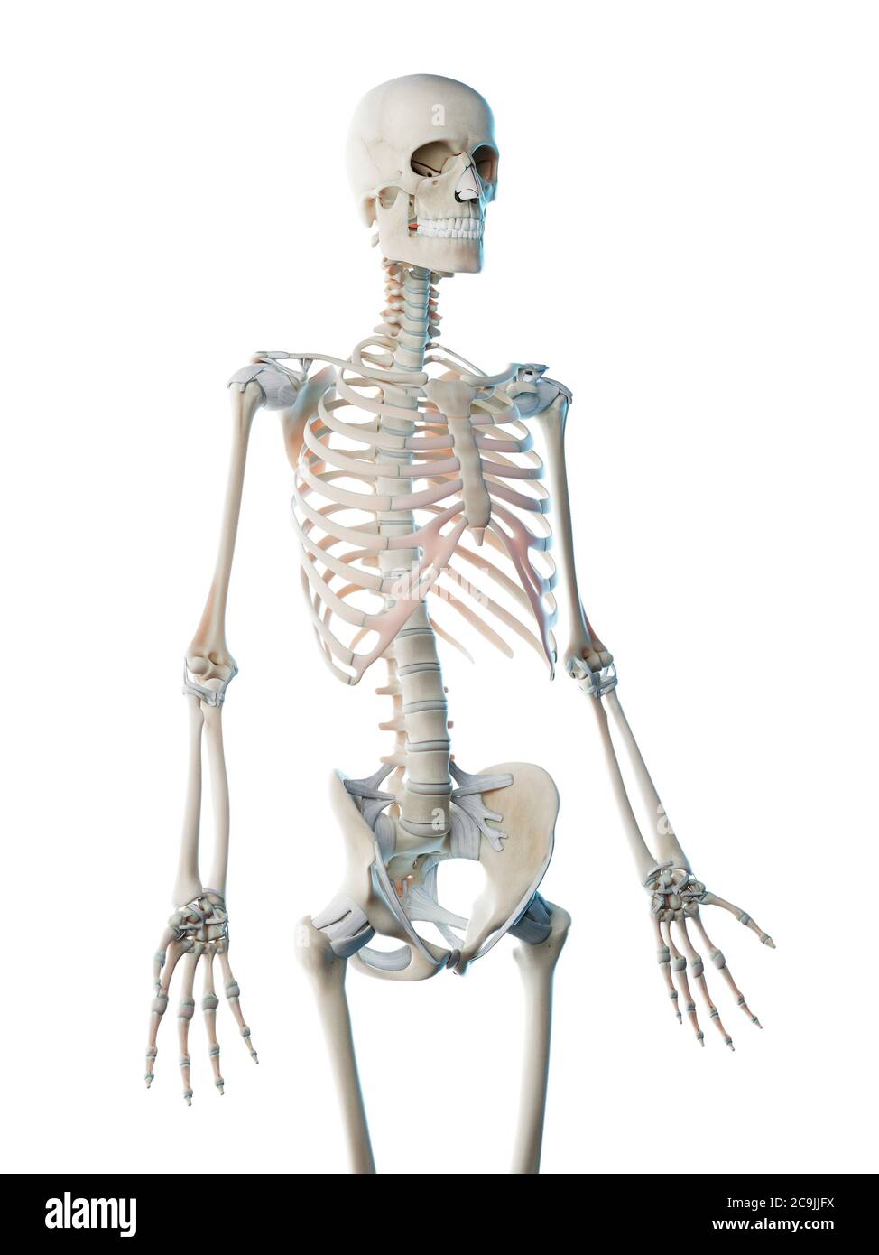 Upper body bones artwork hi-res stock photography and images - Alamy