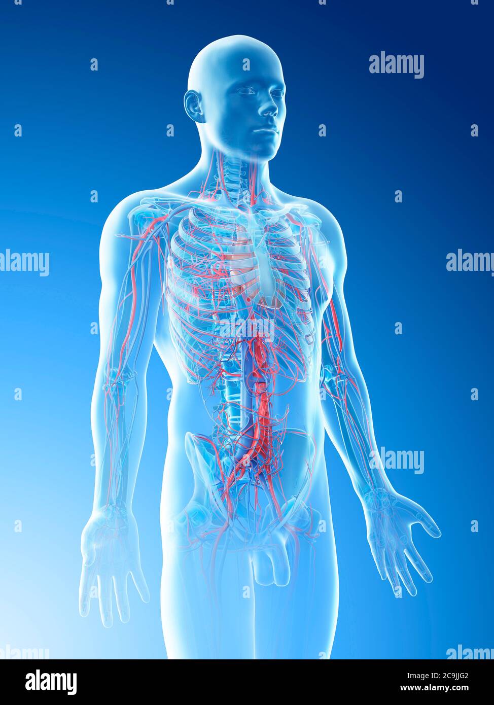 Organs male man vascular hi-res stock photography and images - Alamy