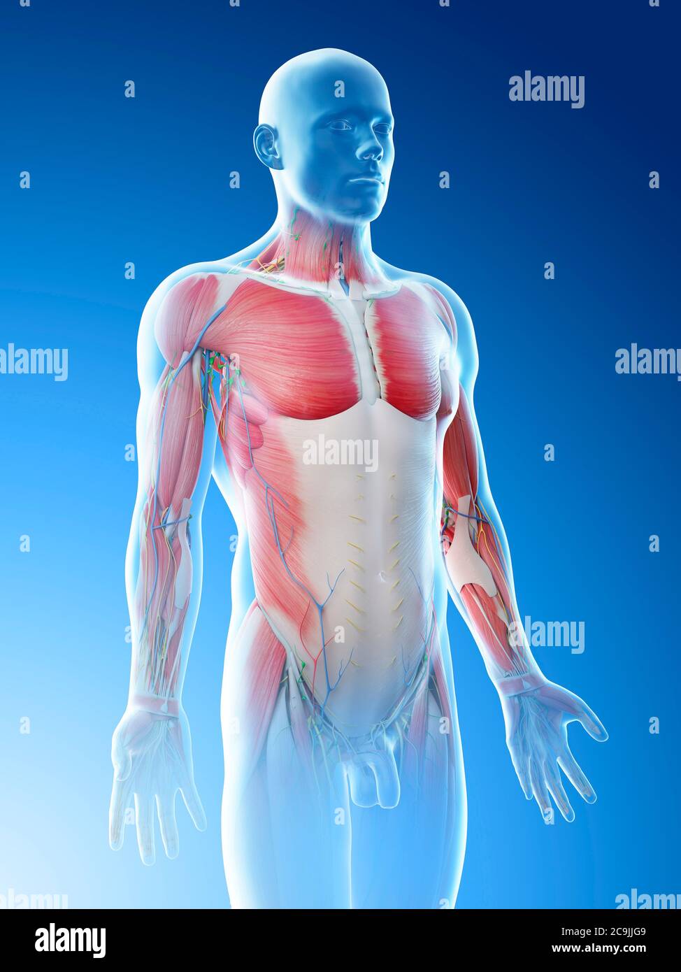 Male upper body anatomy hi-res stock photography and images - Alamy
