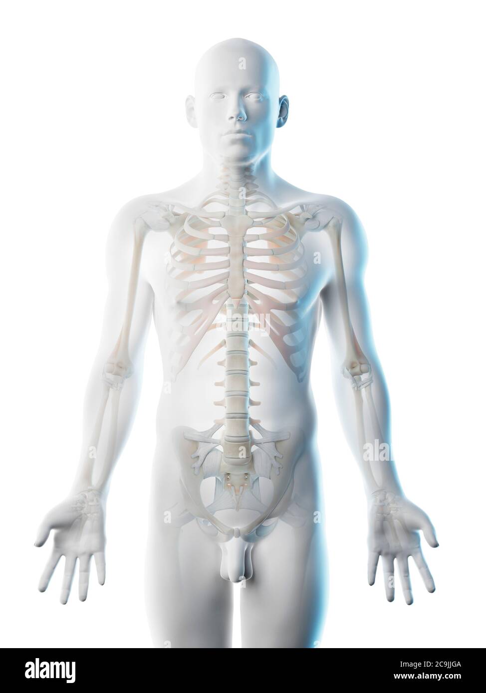 Human thoracic vertebrae computer artwork hi-res stock photography and images - Alamy