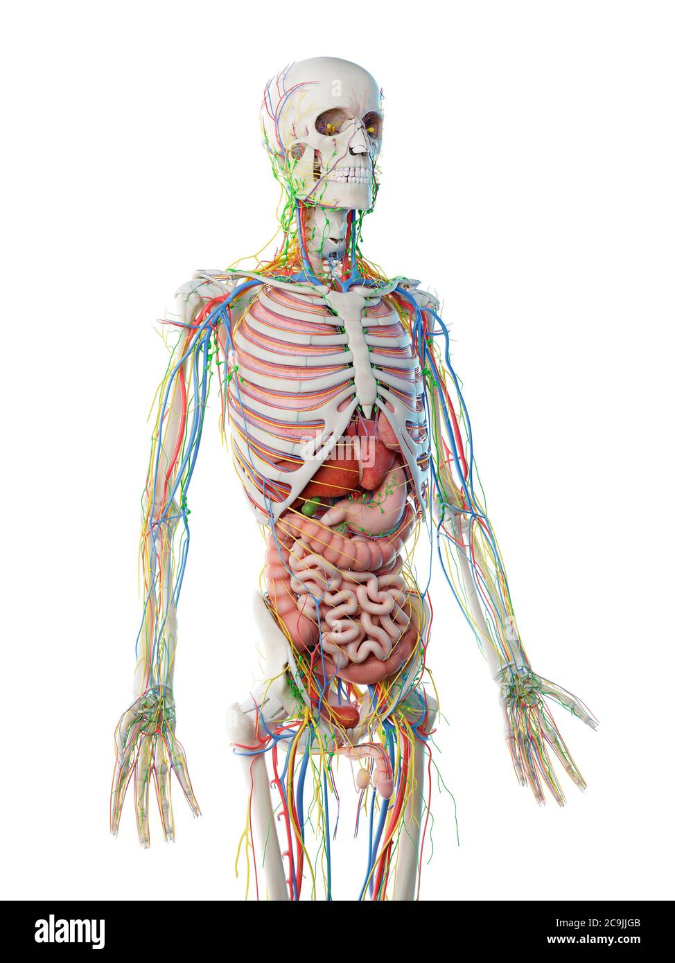 Male upper body anatomy, computer illustration Stock Photo - Alamy