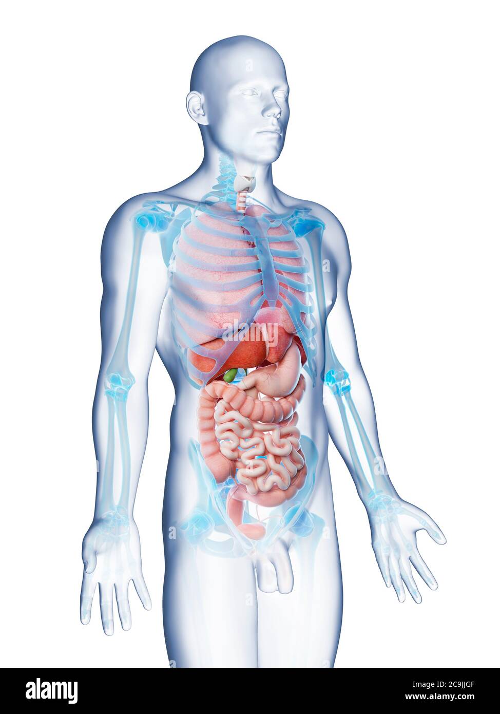 Male anatomy, computer illustration Stock Photo - Alamy