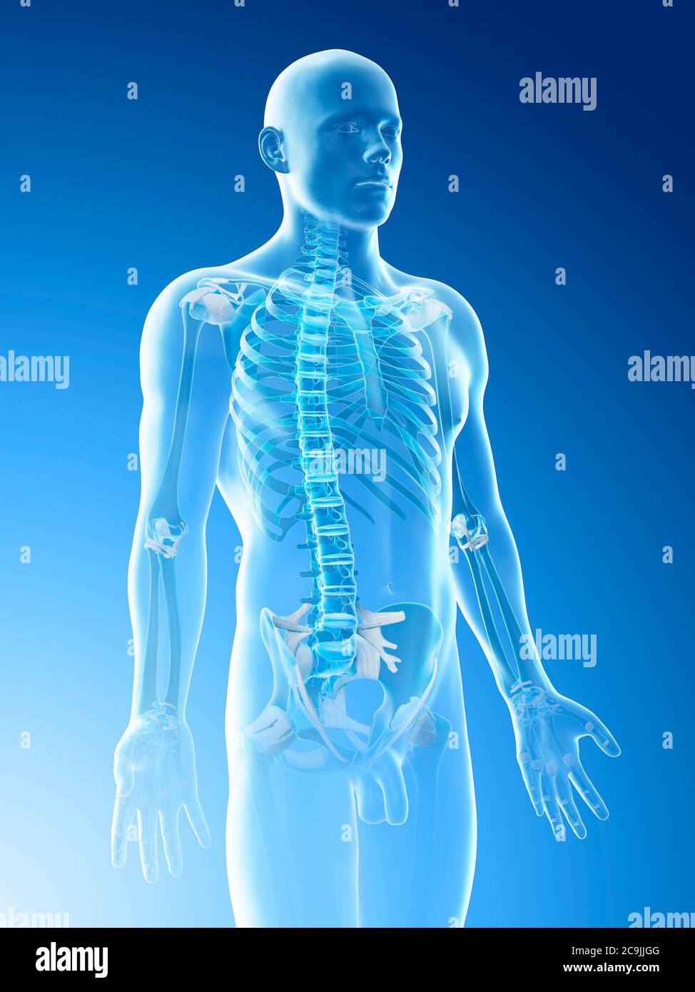 Upper body bones, computer illustration Stock Photo - Alamy