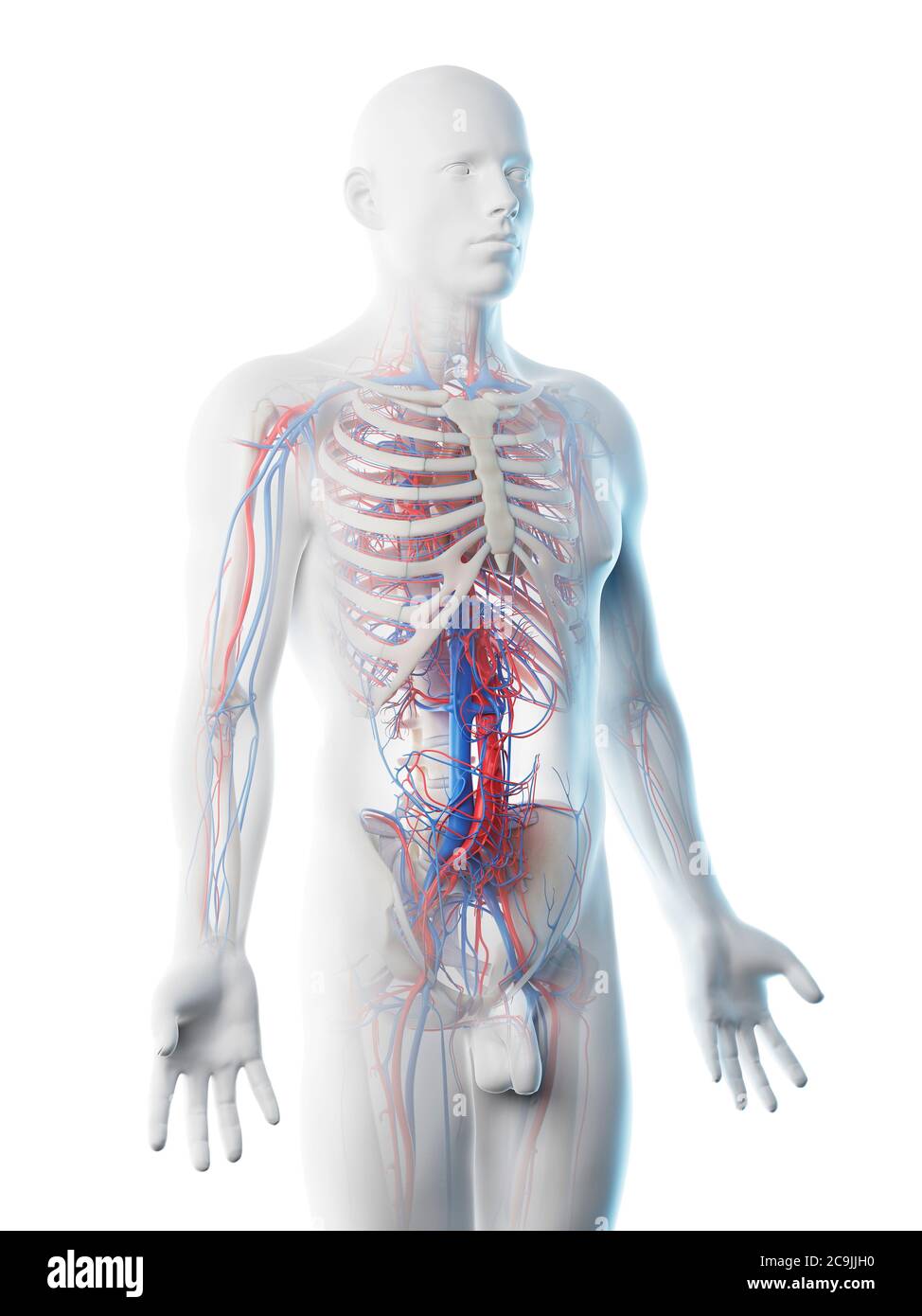 Male vascular system, computer illustration Stock Photo - Alamy