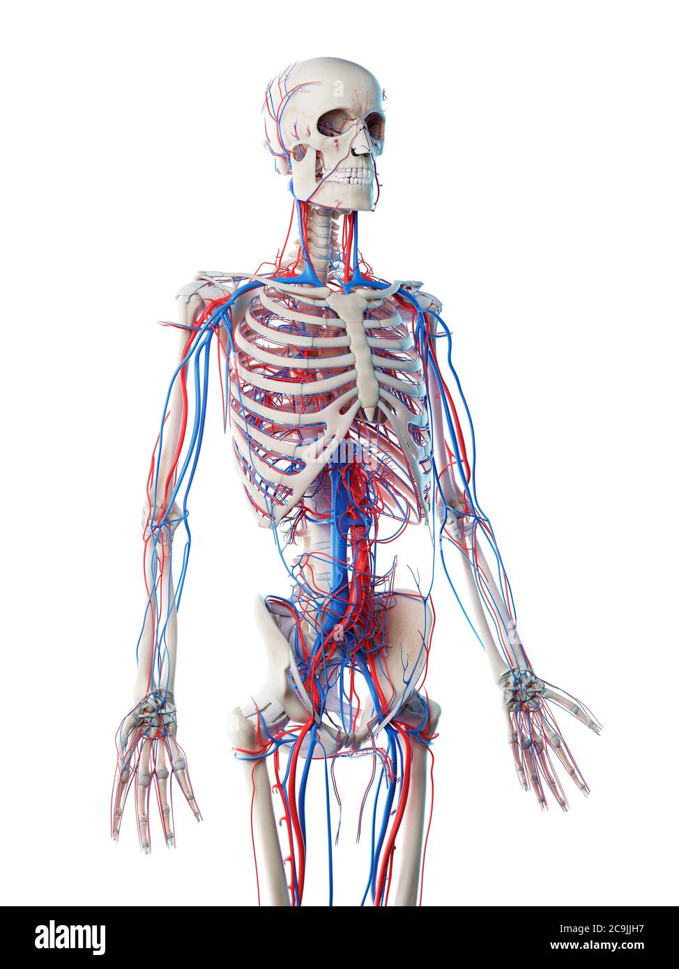 Organs and vascular system hi-res stock photography and images - Alamy