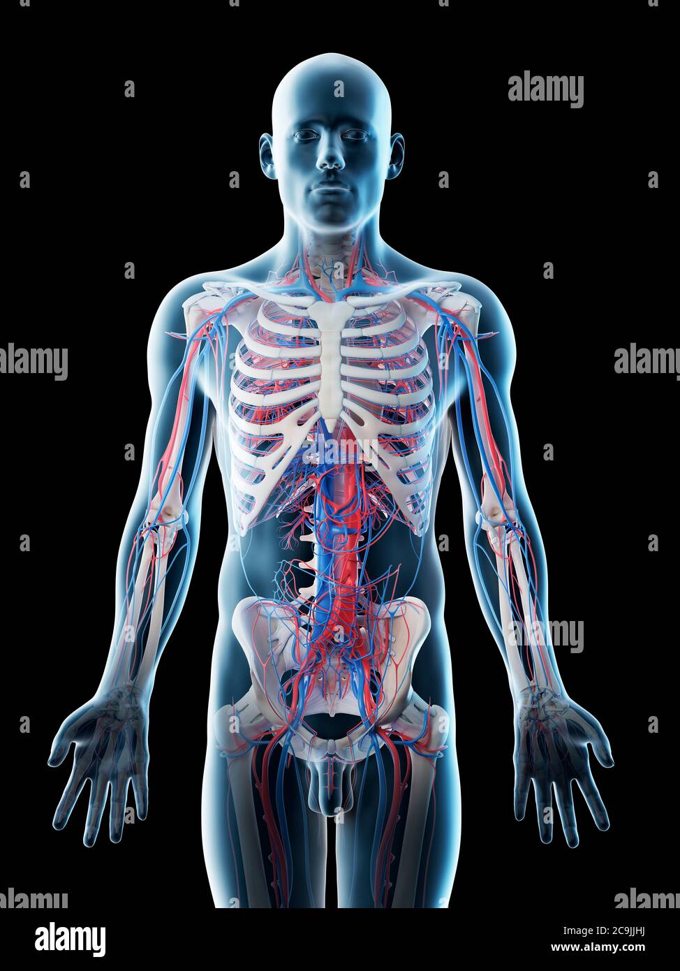 Organs male man vascular hi-res stock photography and images - Alamy
