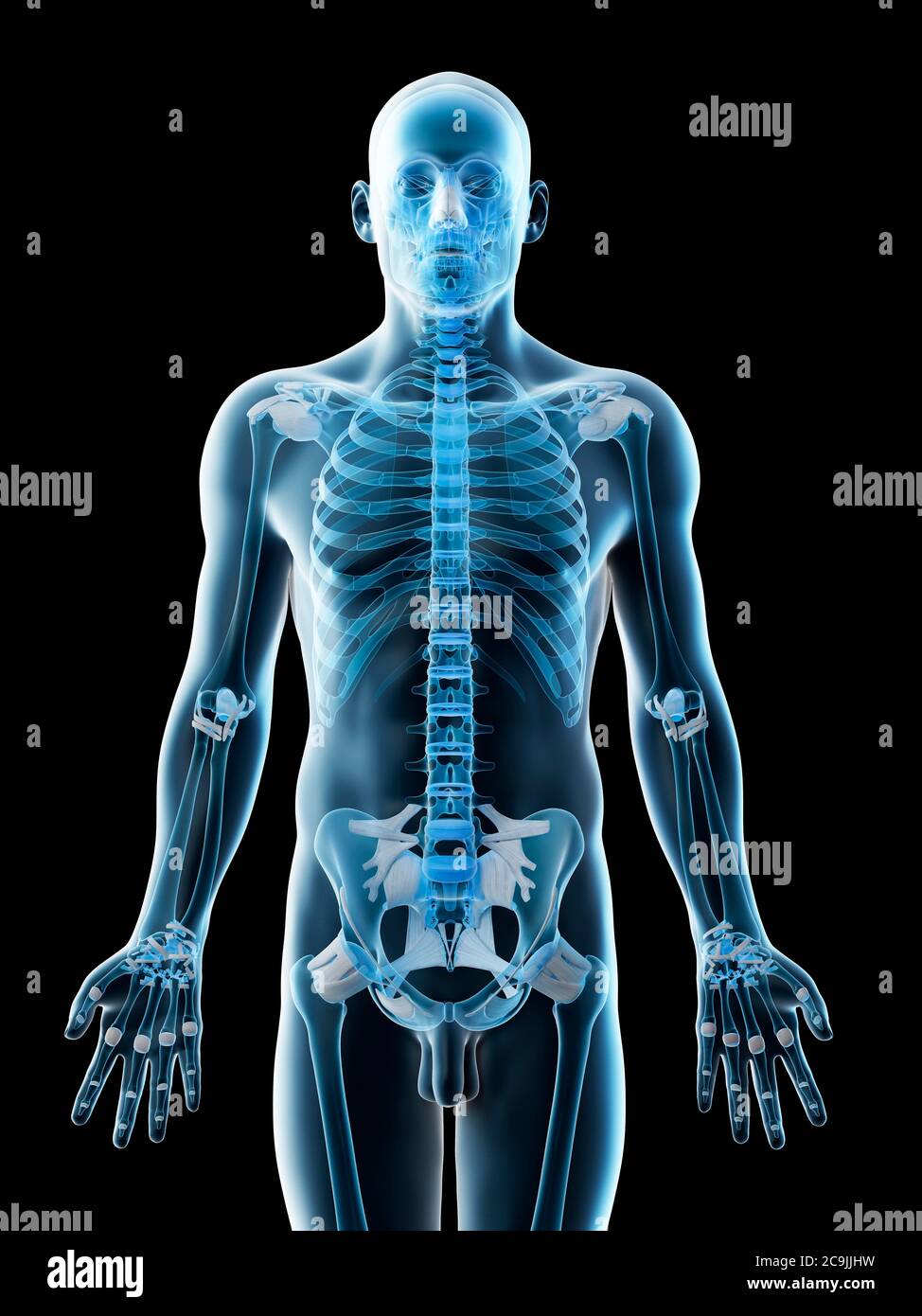 Upper body bones, computer illustration Stock Photo - Alamy