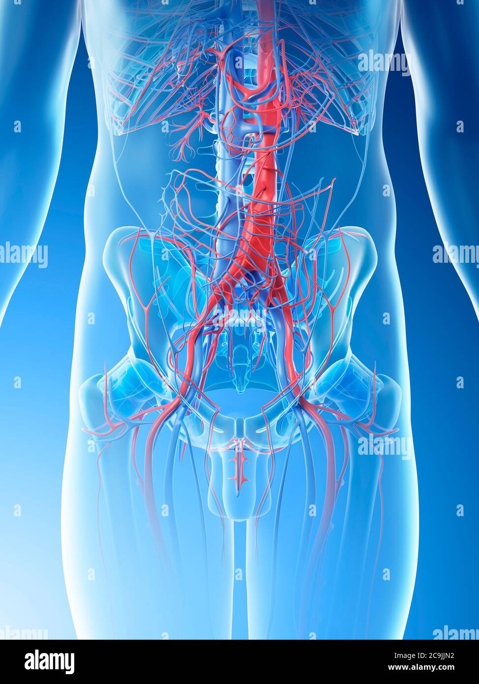 Abdominal blood vessels, computer illustration Stock Photo - Alamy